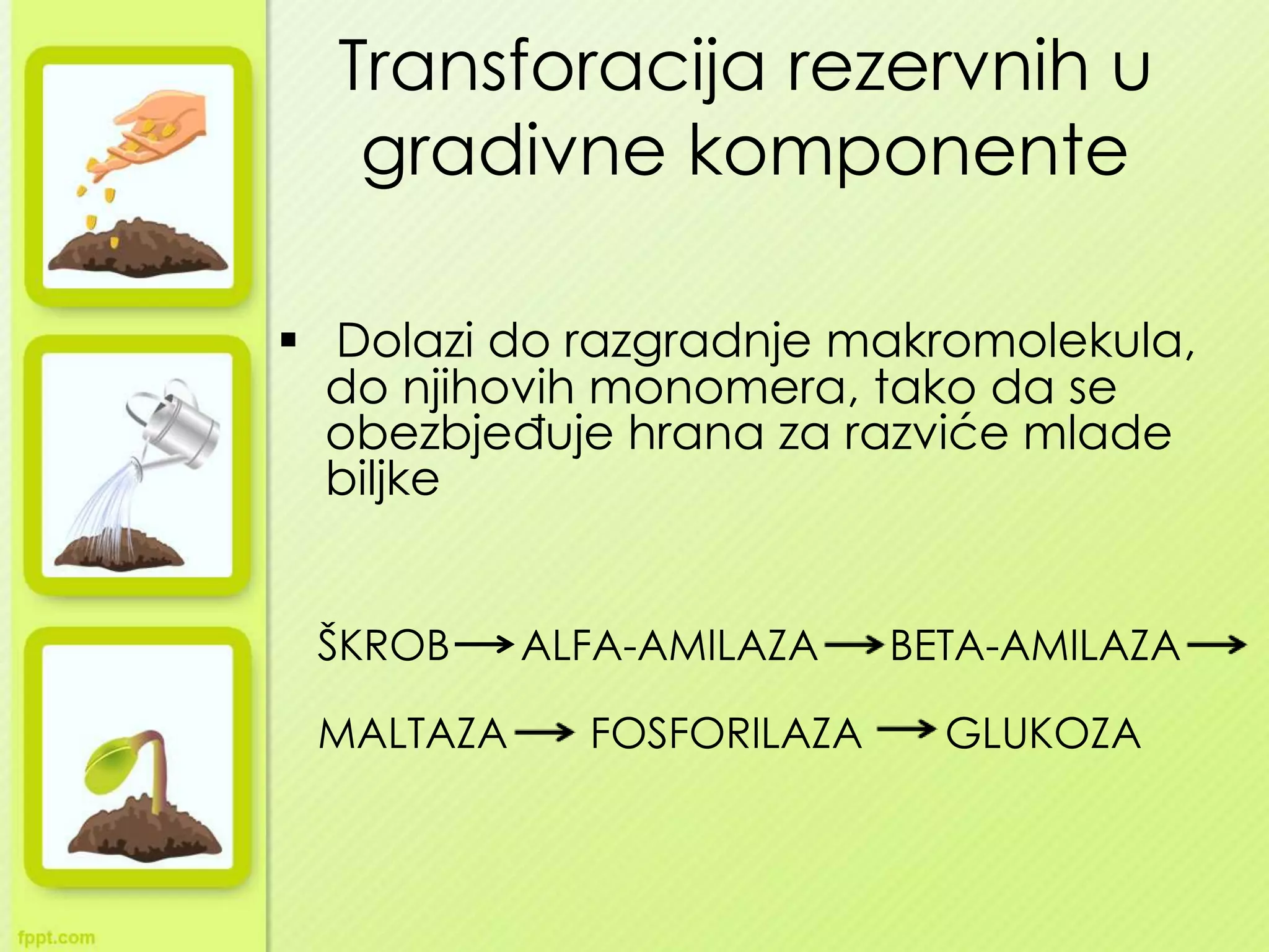 Sjemenka jednosupnica i dvosupnica | PPTX