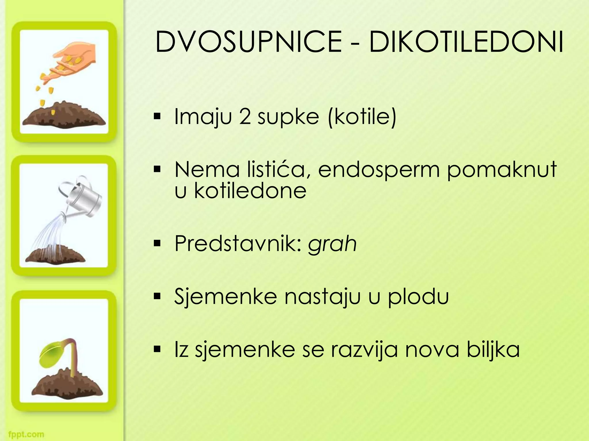 Sjemenka jednosupnica i dvosupnica | PPTX