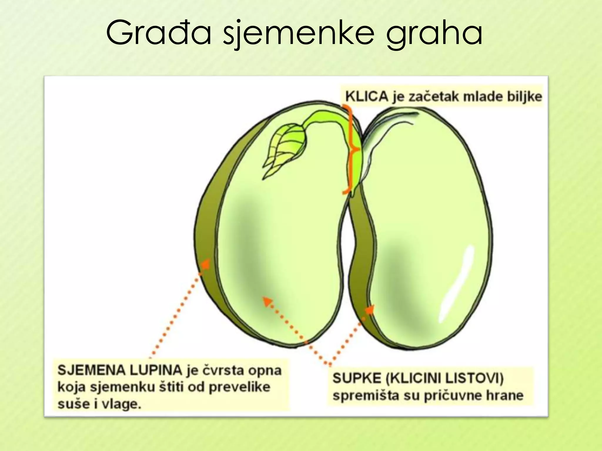 Sjemenka jednosupnica i dvosupnica | PPTX