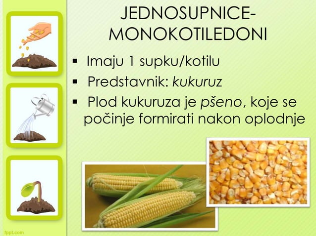 Sjemenka jednosupnica i dvosupnica | PPTX