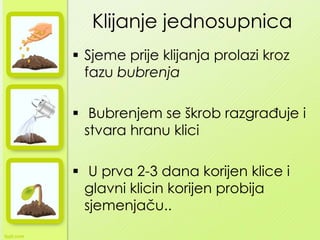 Sjemenka jednosupnica i dvosupnica | PPTX