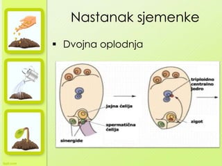 Sjemenka jednosupnica i dvosupnica | PPTX
