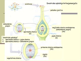 Sjemenka jednosupnica i dvosupnica | PPTX