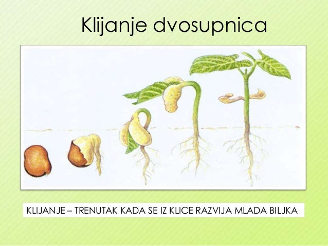 Sjemenka jednosupnica i dvosupnica