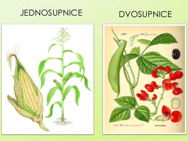 Sjemenka jednosupnica i dvosupnica