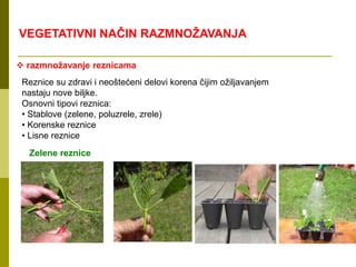 Vegetativno razmnozavanje 5. razred | PPT