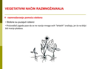 Vegetativno razmnozavanje 5. razred | PPT