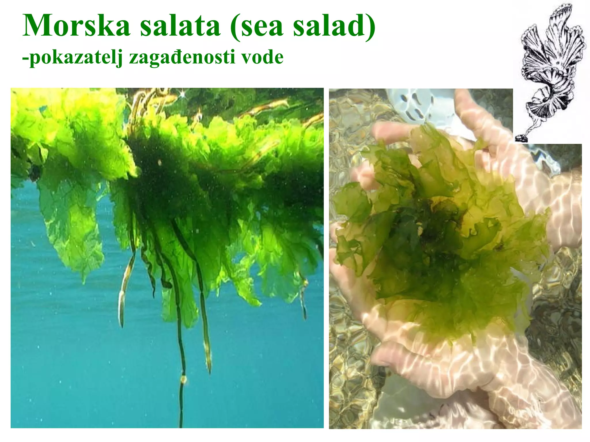 Raznovrsnost algi | PPT