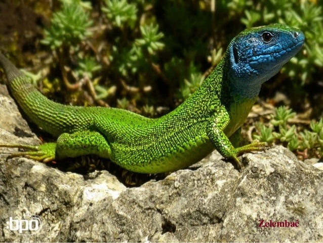 Raznovrsnost gmizavaca