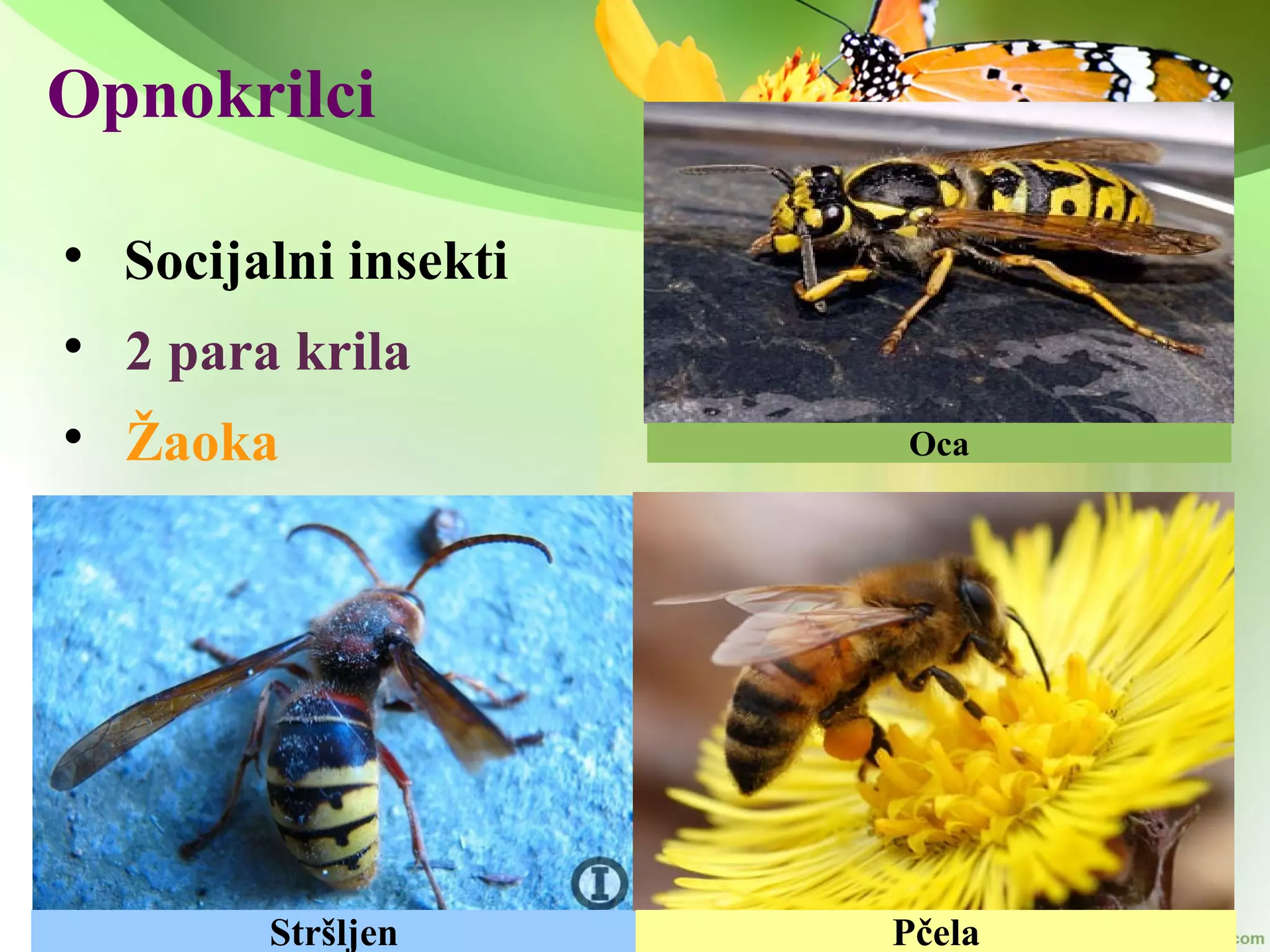 Raznovrsnost insekata | PPT