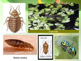 Raznovrsnost insekata | PPT