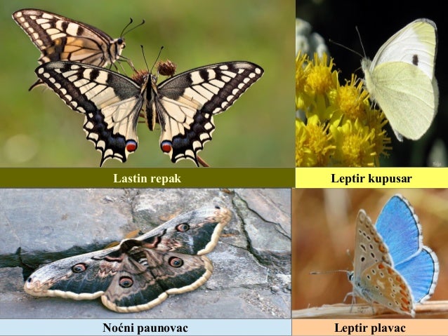 Raznovrsnost insekata