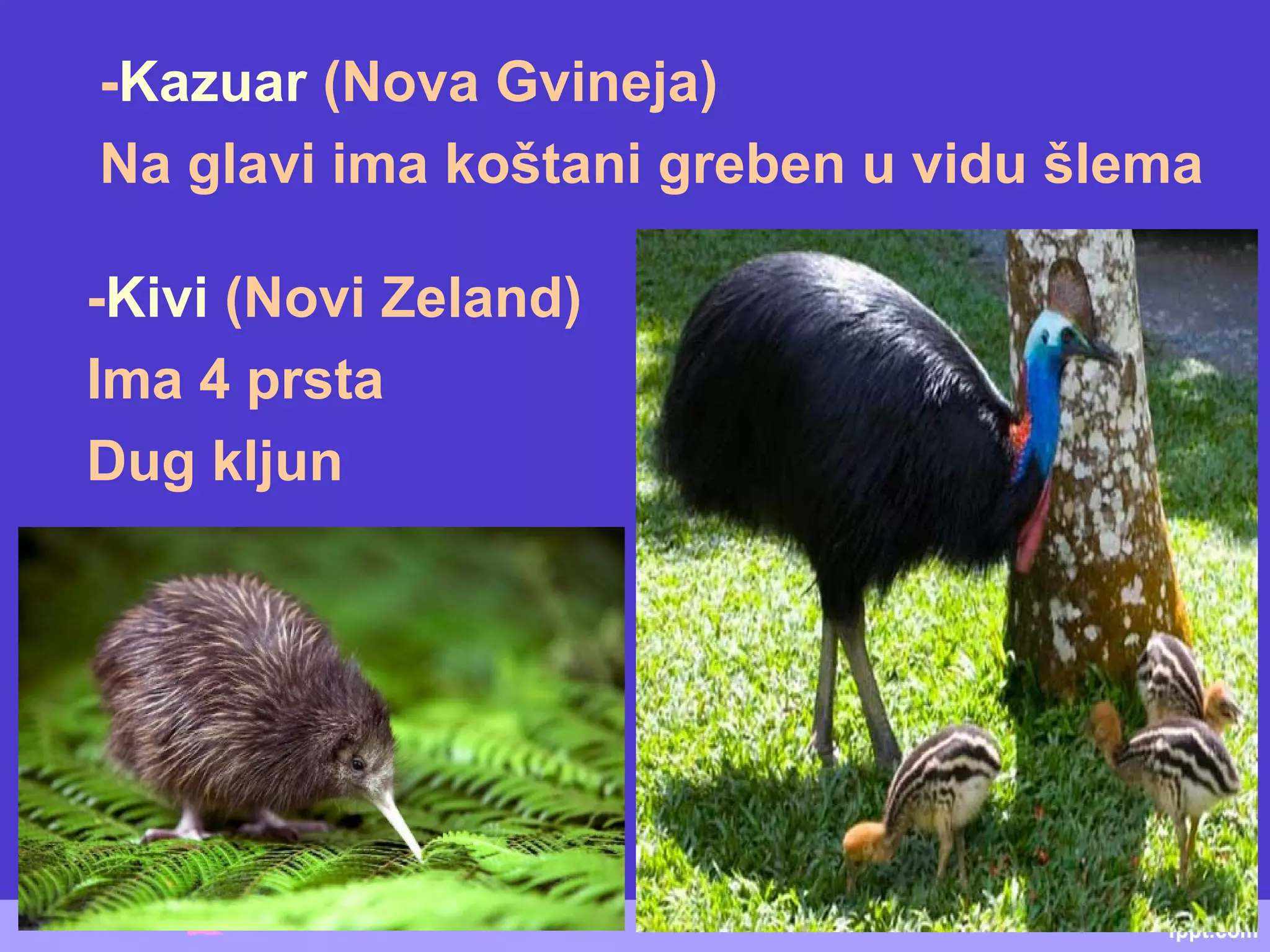 Raznovrsnost ptica | PPT
