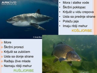 Raznovrsnost riba | PPTX