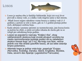 Raznovrsnost riba | PPTX