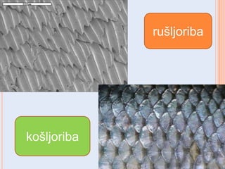 Raznovrsnost riba | PPTX