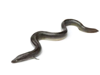 Raznovrsnost riba | PPT