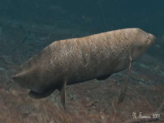 Raznovrsnost riba | PPT