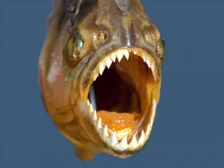 Raznovrsnost riba | PPT