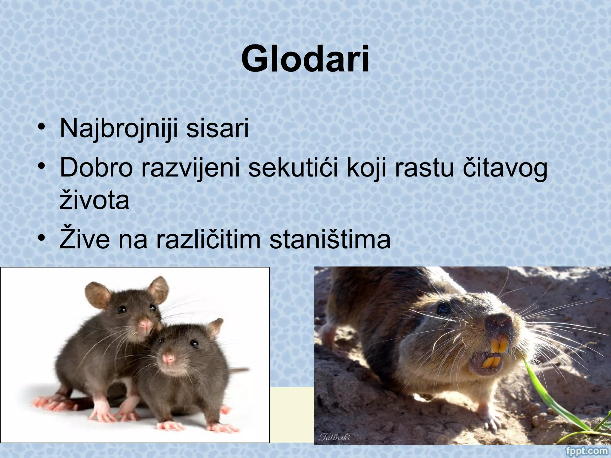 Raznovrsnost sisara | PPT