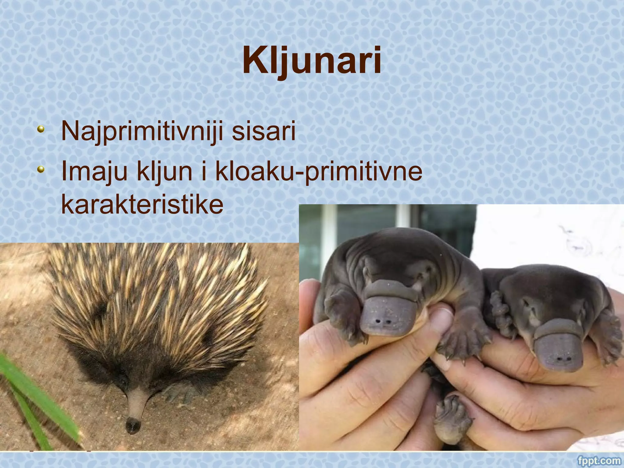 Raznovrsnost sisara | PPT