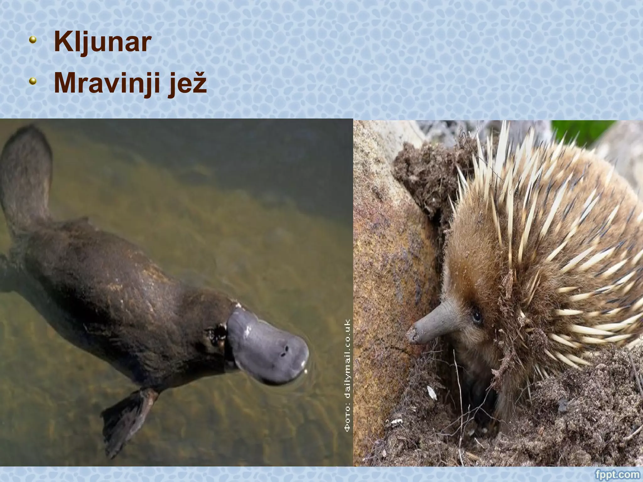 Raznovrsnost sisara | PPT