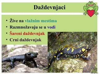 Raznovrsnost vodozemaca | PPT
