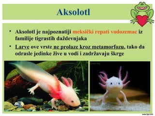 Raznovrsnost vodozemaca | PPT