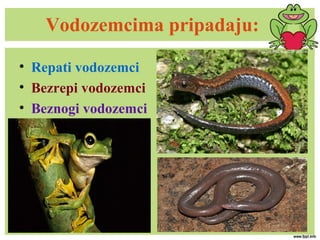 Raznovrsnost vodozemaca | PPT