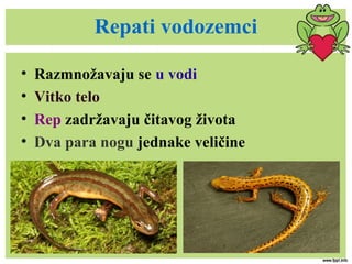 Raznovrsnost vodozemaca | PPT