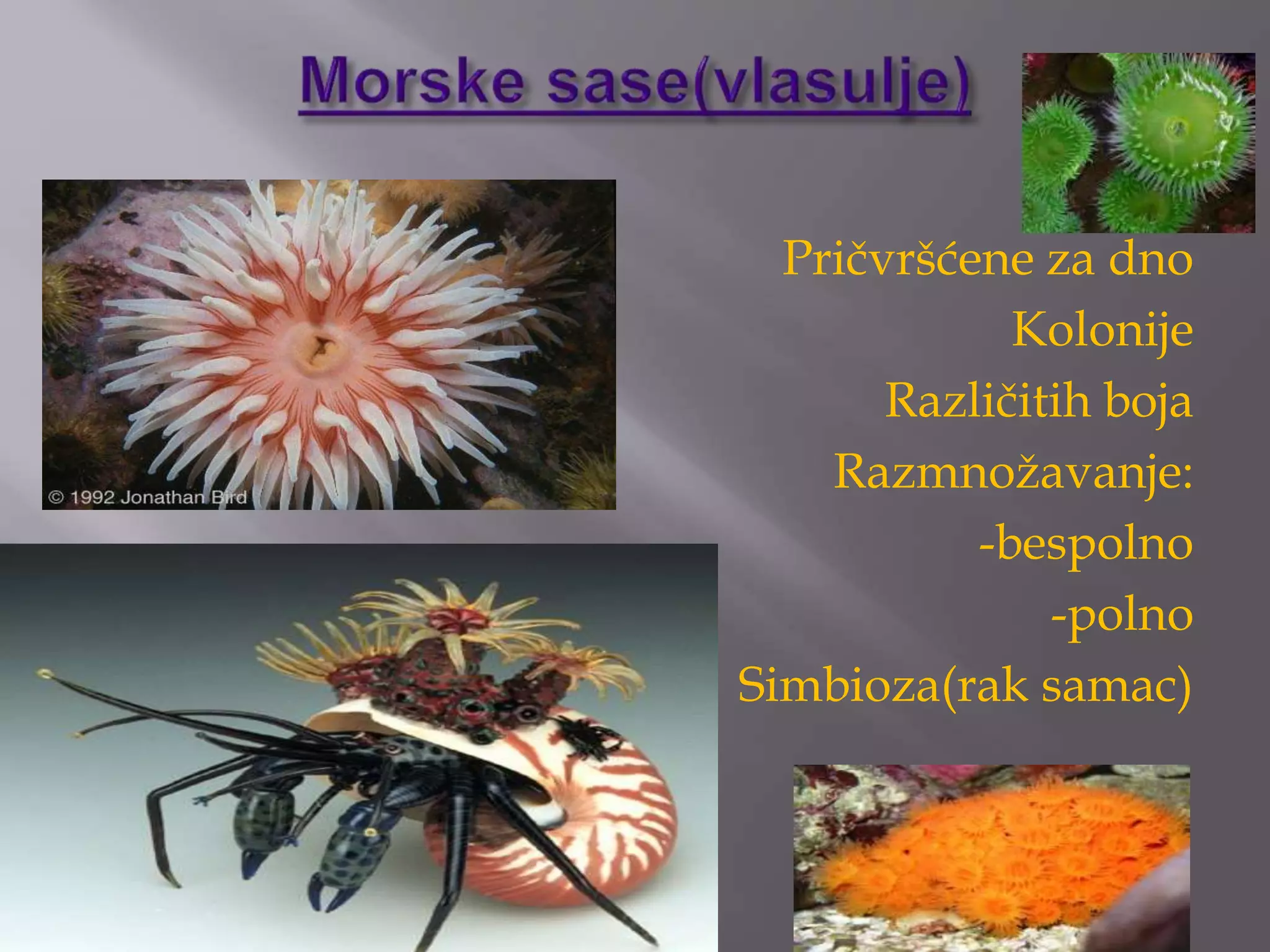 Razovrsnost dupljara | PPTX
