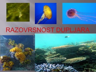Razovrsnost dupljara | PPTX