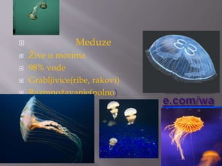 Razovrsnost dupljara | PPTX