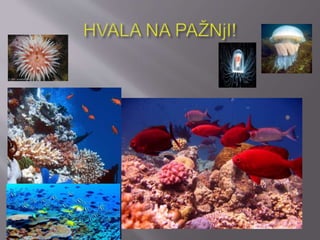 Razovrsnost dupljara | PPTX
