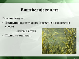 Razvice biljke bez semena.ppt