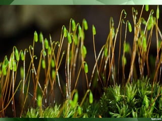 Razvice biljke bez semena.ppt