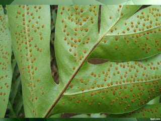 Razvice biljke bez semena.ppt