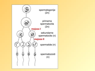 BIOLOGIJA | PPS