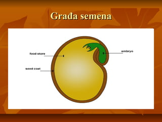 Razviće biljaka | PPT
