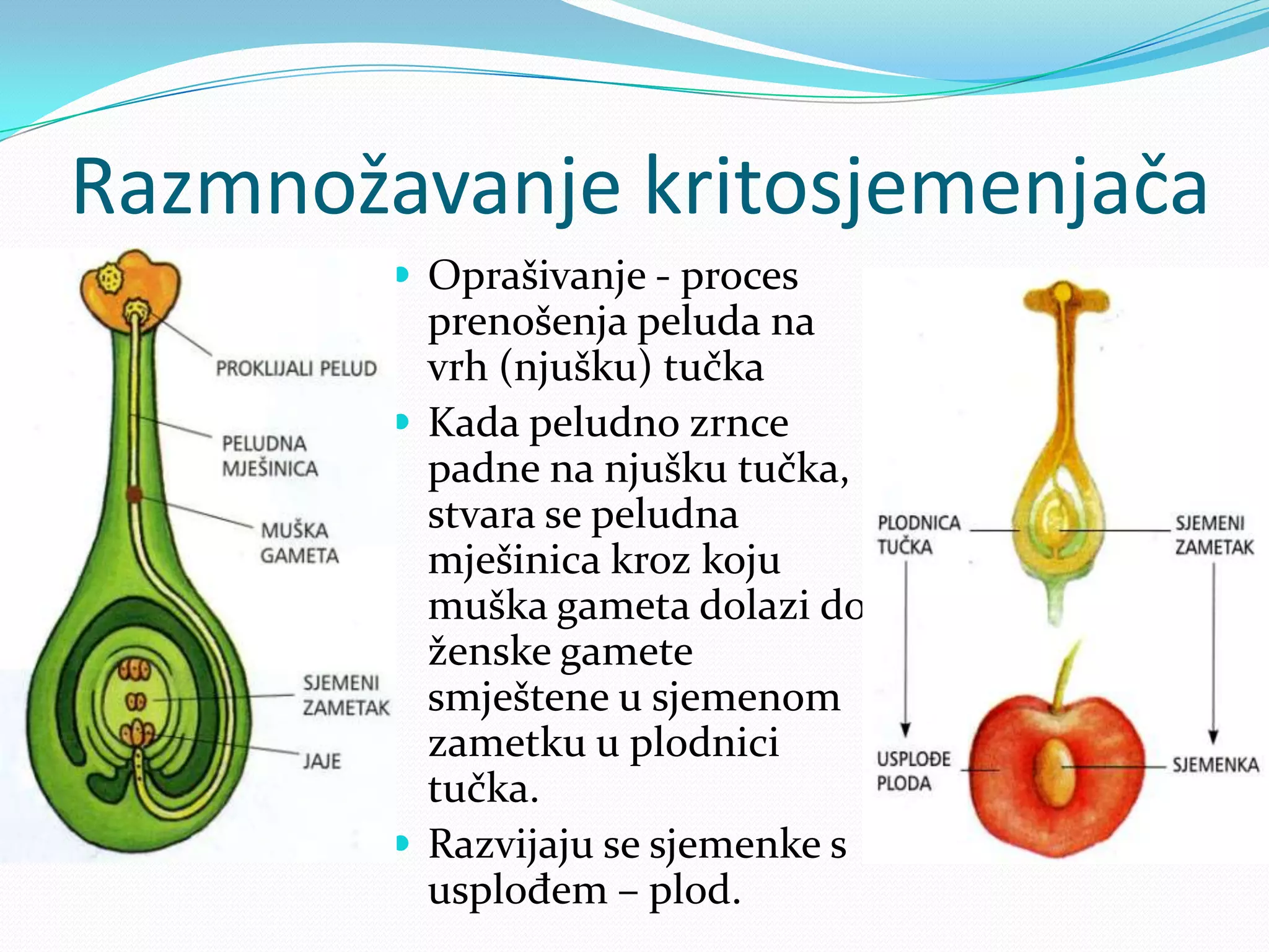 Razvoj biljaka | PPTX