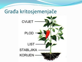 Razvoj biljaka | PPTX
