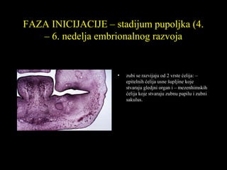 Razvoj zuba | PPT