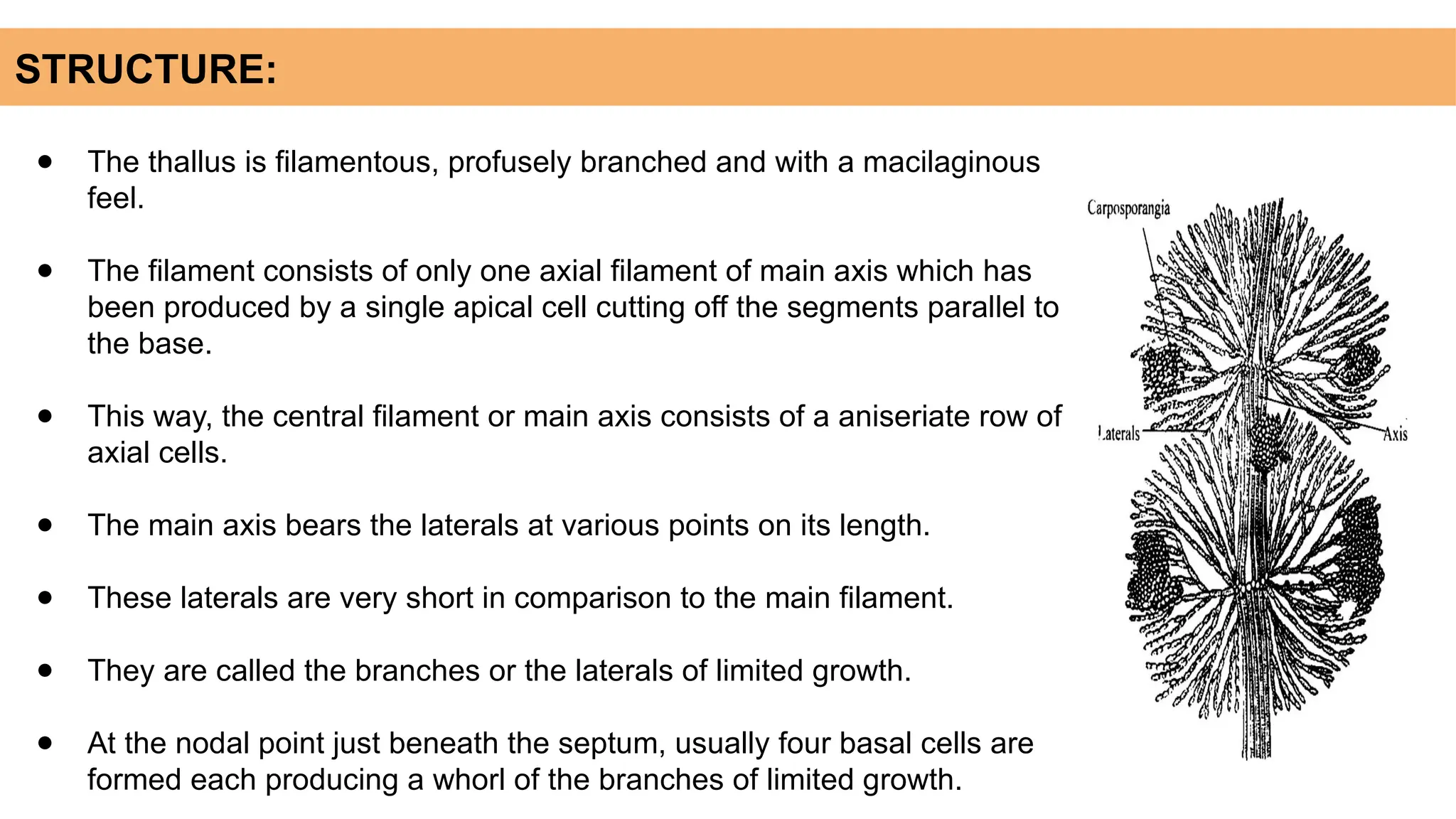 BATRACHOSPERMUM (RED ALGAE) general microbiology and microbial ...