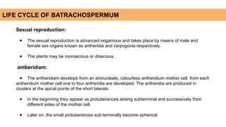 BATRACHOSPERMUM (RED ALGAE) general microbiology and microbial ...
