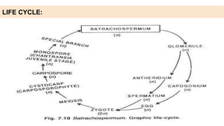 BATRACHOSPERMUM (RED ALGAE) general microbiology and microbial ...