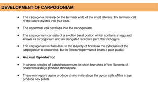 BATRACHOSPERMUM (RED ALGAE) general microbiology and microbial ...