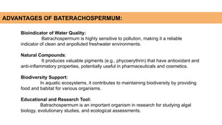 BATRACHOSPERMUM (RED ALGAE) general microbiology and microbial ...