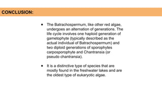 BATRACHOSPERMUM (RED ALGAE) general microbiology and microbial ...