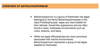 BATRACHOSPERMUM (RED ALGAE) general microbiology and microbial ...