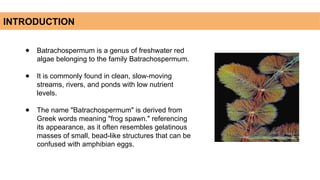 BATRACHOSPERMUM (RED ALGAE) general microbiology and microbial ...
